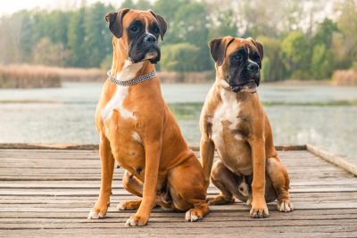 Purebred Pet Problems: Common Breed-Related Health Conditions - Liberty