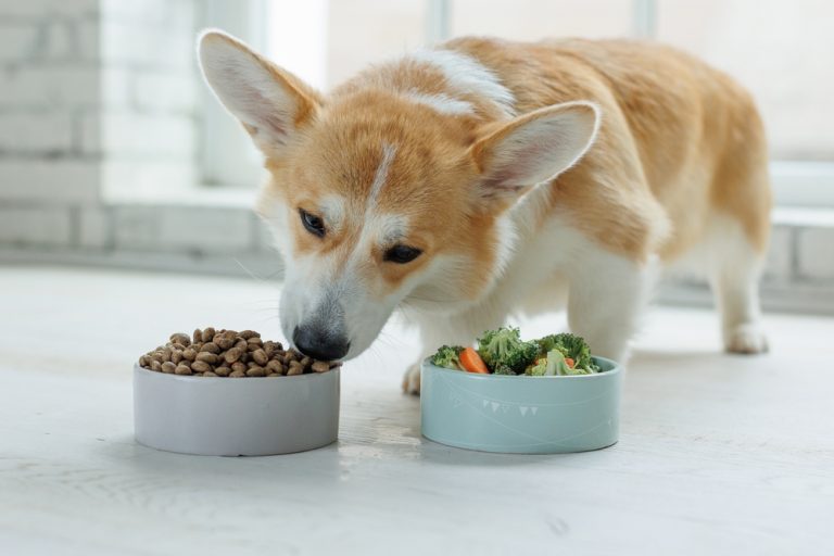 Food Fallacies: Debunking Pet Nutrition Myths - Liberty