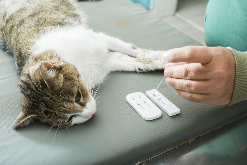 Bloodwork Basics: How to Catch Illnesses Early and Keep Pets Thriving ...