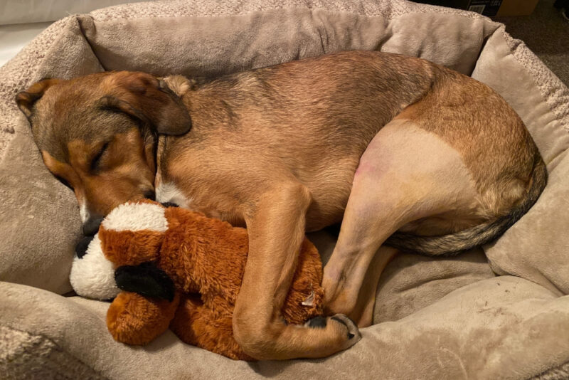 Cranial Cruciate (CCL) Injuries: TPLO vs. Extracapsular Repairs - Liberty